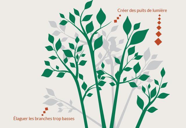 Blog | Une ressource préservée par la méthode de récolte